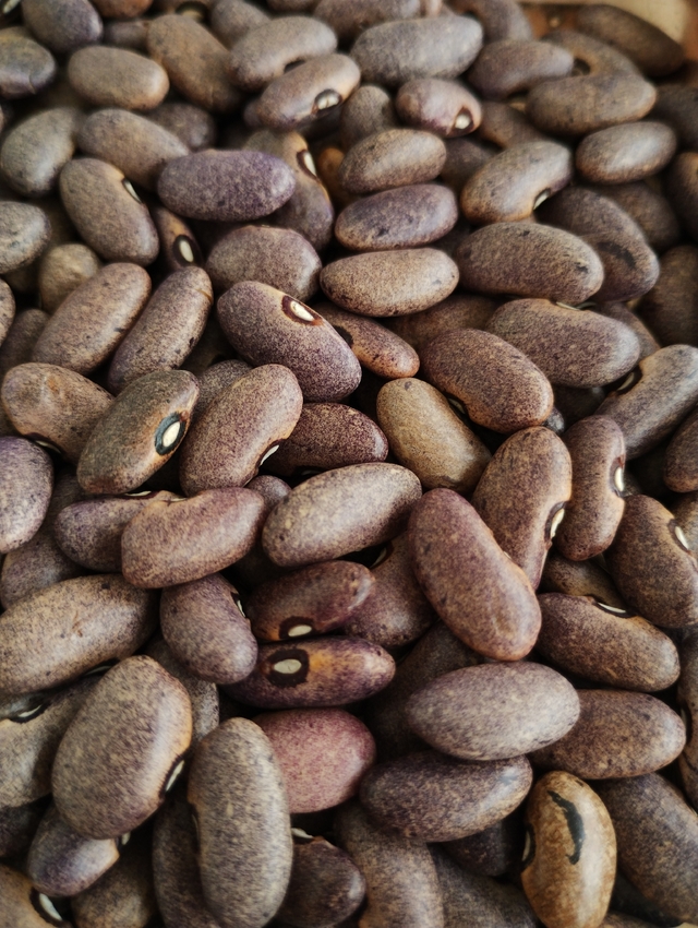 Feijão Jalo Roxo - Crioulo - Comprar em Plantamundo