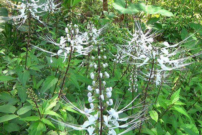 Java Tea - Chá de Java - Orthosiphon aristatus - Mudas