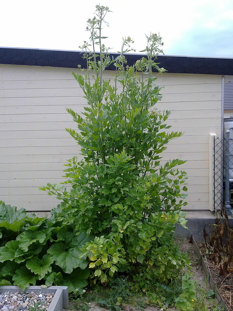 Levistico - Levisticum officinalis - Lovage - Erva Aromática e medicinal