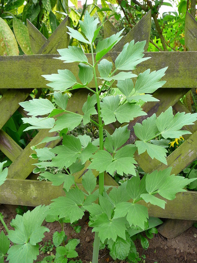 Levistico - Levisticum officinalis - Lovage - Erva Aromática e medicinal