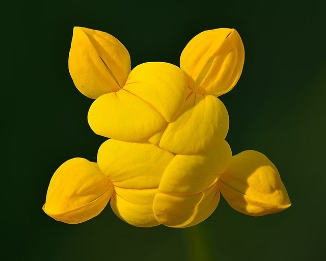 Lotus Corniculatus - Loto - Cornichão - Pasto Apicola - Flor