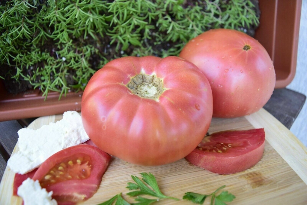 Tomate Polonês MALINIAK - Raro e delicioso!!