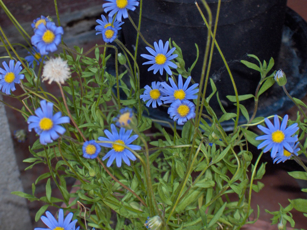 Margarida Azul - Blue daisy - Felicia amelloides - Flor