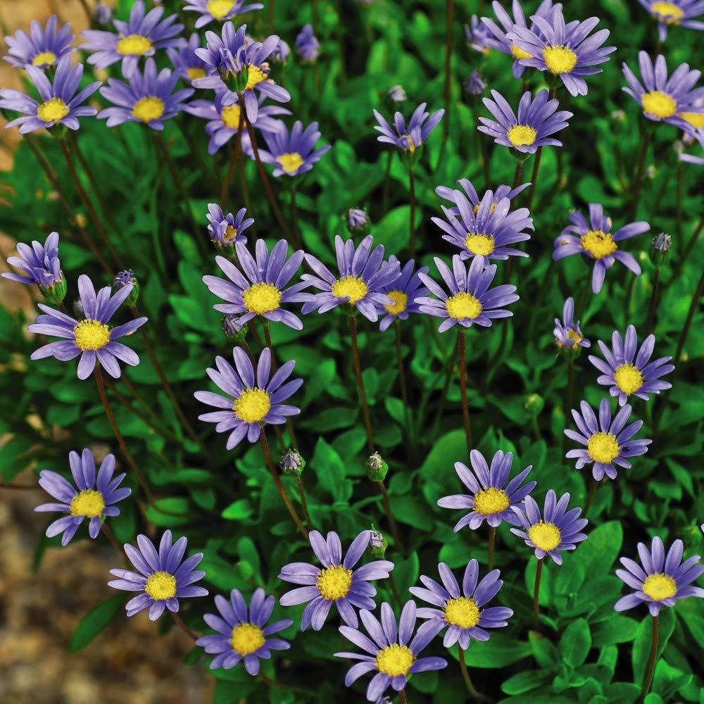 Margarida Azul - Blue daisy - Felicia amelloides - Flor