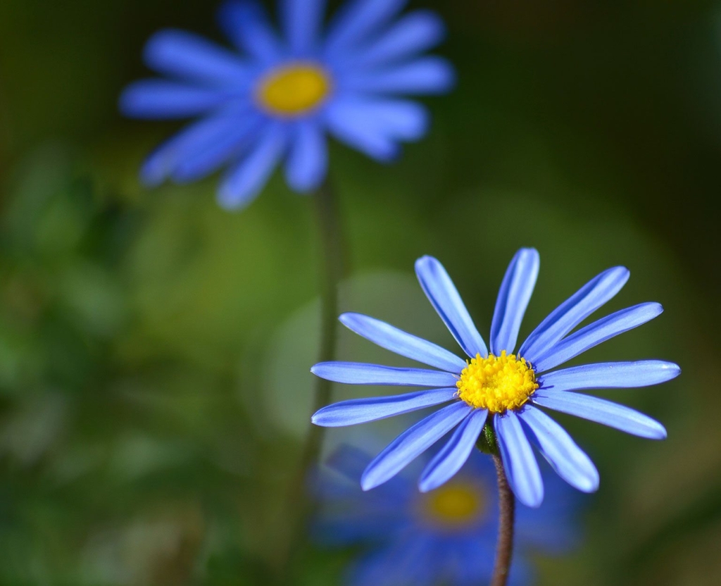 Margarida Azul - Blue daisy - Felicia amelloides - Flor