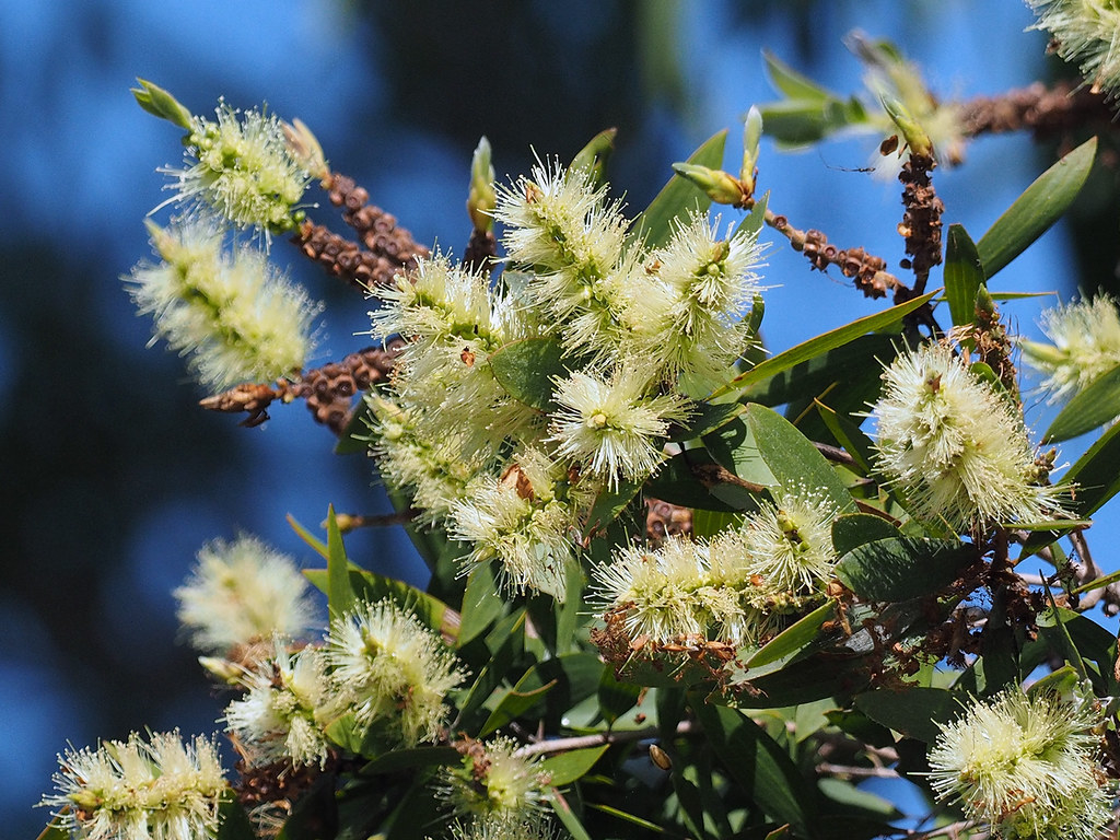 Melaluca cajeputi - Cajeput Oil Tree - Árvore