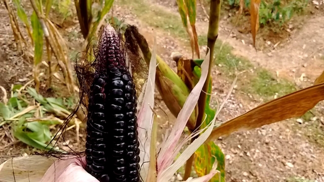 Milho Roxo Peruano - Milho preto - Plantamundo