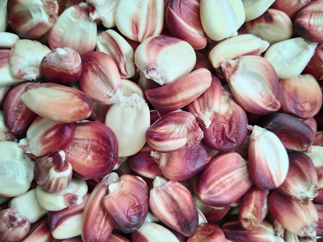 Milho vermelho Gigante - Milho Peruano - Plantamundo