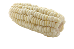 Milho Branco Gigante - Milho Peruano - Plantamundo