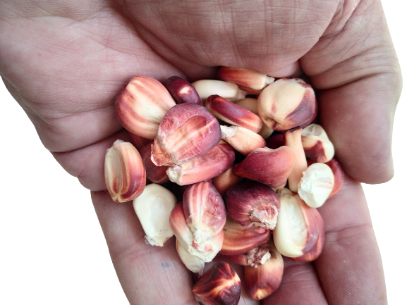 Milho vermelho Gigante - Milho Peruano - Plantamundo