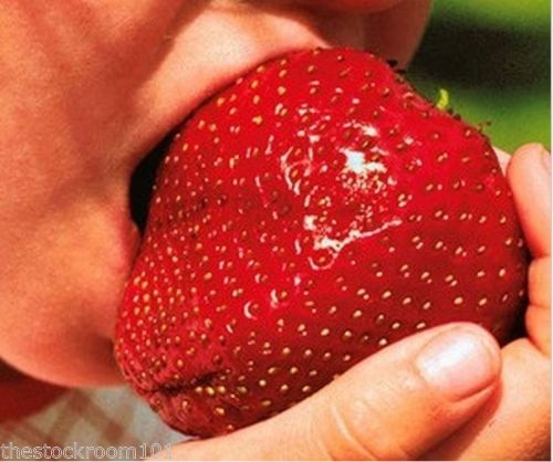 Morango Gigante - Comprar em Plantamundo