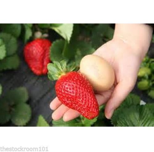 Morango Gigante - Comprar em Plantamundo