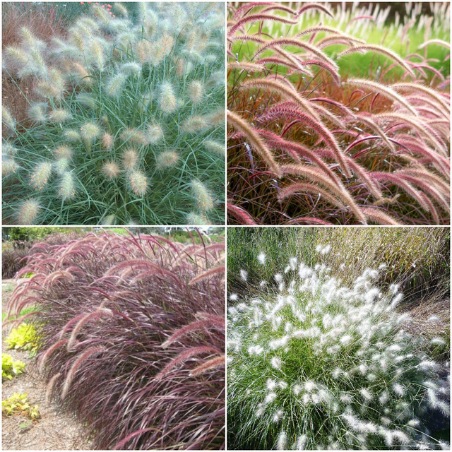 Combo de Capim dos Texas Branco e Roxo - Pennisetum sp