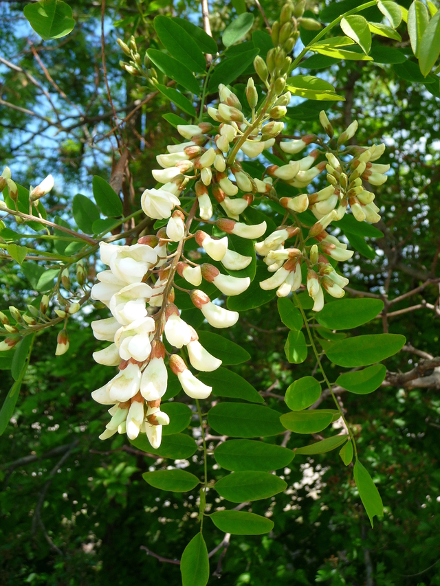 Acacia Branca - Falsa Acácia - Robinia pseudoacacia - Para Árvore Ou Bonsai