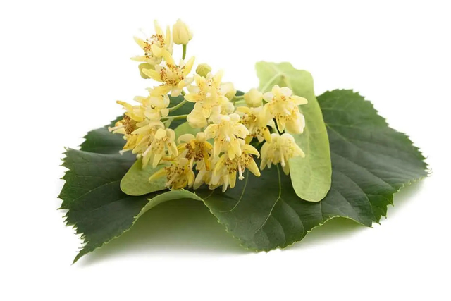 Tilia - Árvore - Chá - Bonsai - Plantamundo