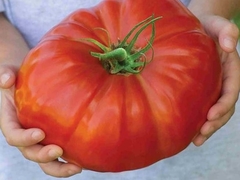 Tomate Aztec - Tomatre Asteca - Comprar em Plantamundo