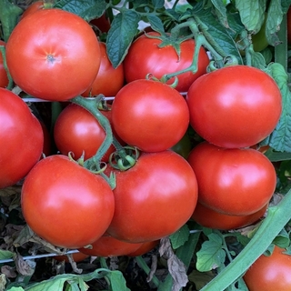 Tomate Mar Azul - Inacreditável mas real - Plantamundo
