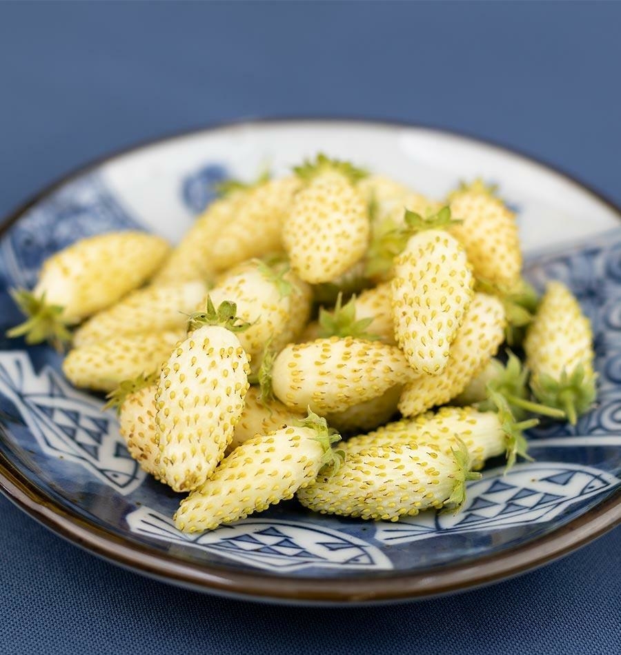 Morango Amarillo Yellow Wonder - Comprar em Plantamundo