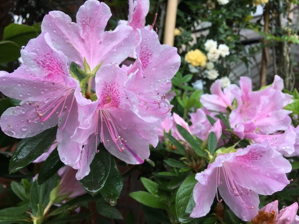 Azalea Simple - Comprar en Vivero Mario