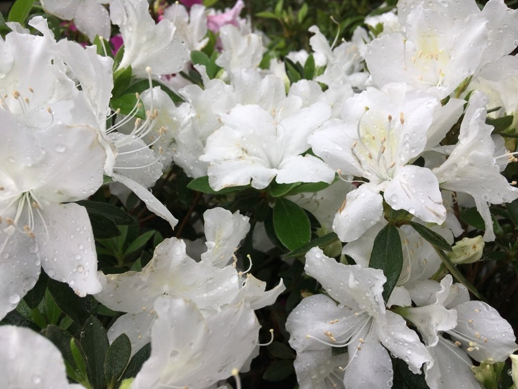 Azalea Simple - Comprar en Vivero Mario