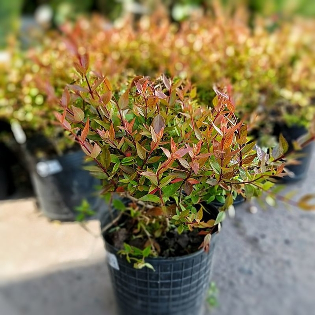 Abelia Compacta - Comprar en Vivero Mario