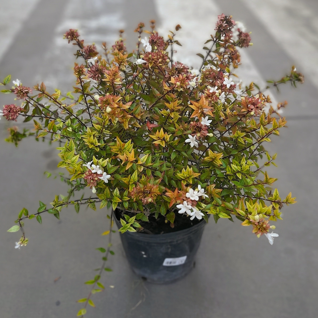 Abelia Compacta - Comprar en Vivero Mario