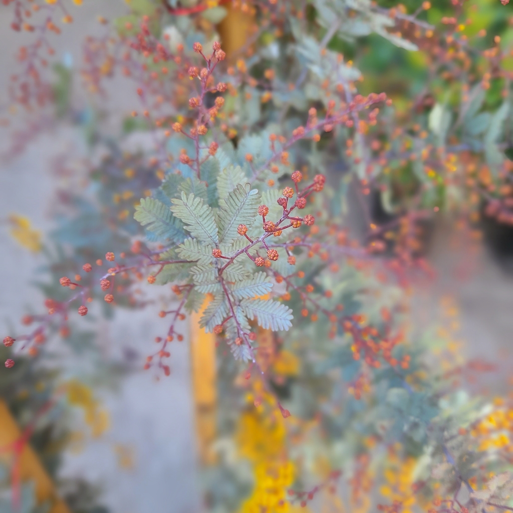 Acacia Baileyana Rubra - Comprar en Vivero Mario