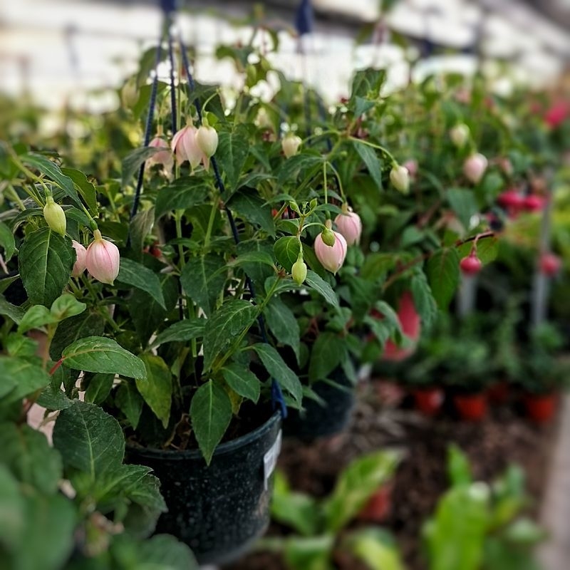 Aljaba - Comprar en Vivero Mario