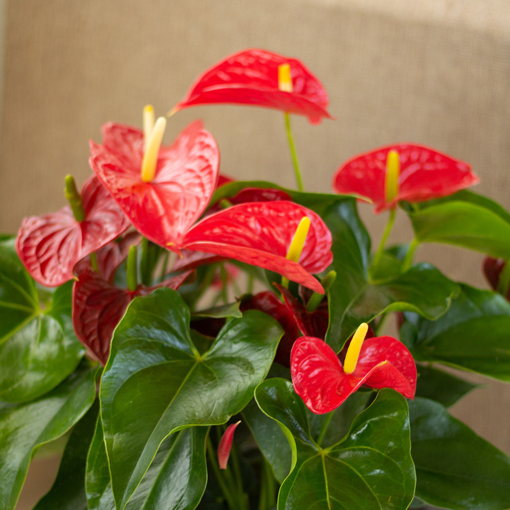Anthurium - Comprar en Vivero Mario