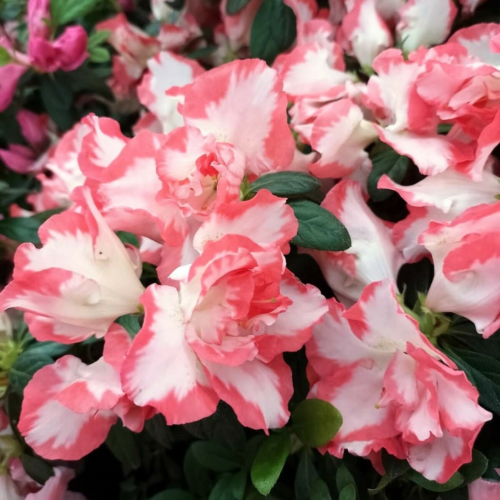 Azalea Doble - Comprar en Vivero Mario