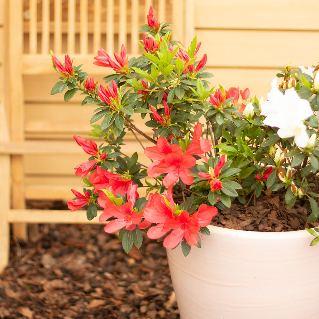 Azalea Simple - Comprar en Vivero Mario