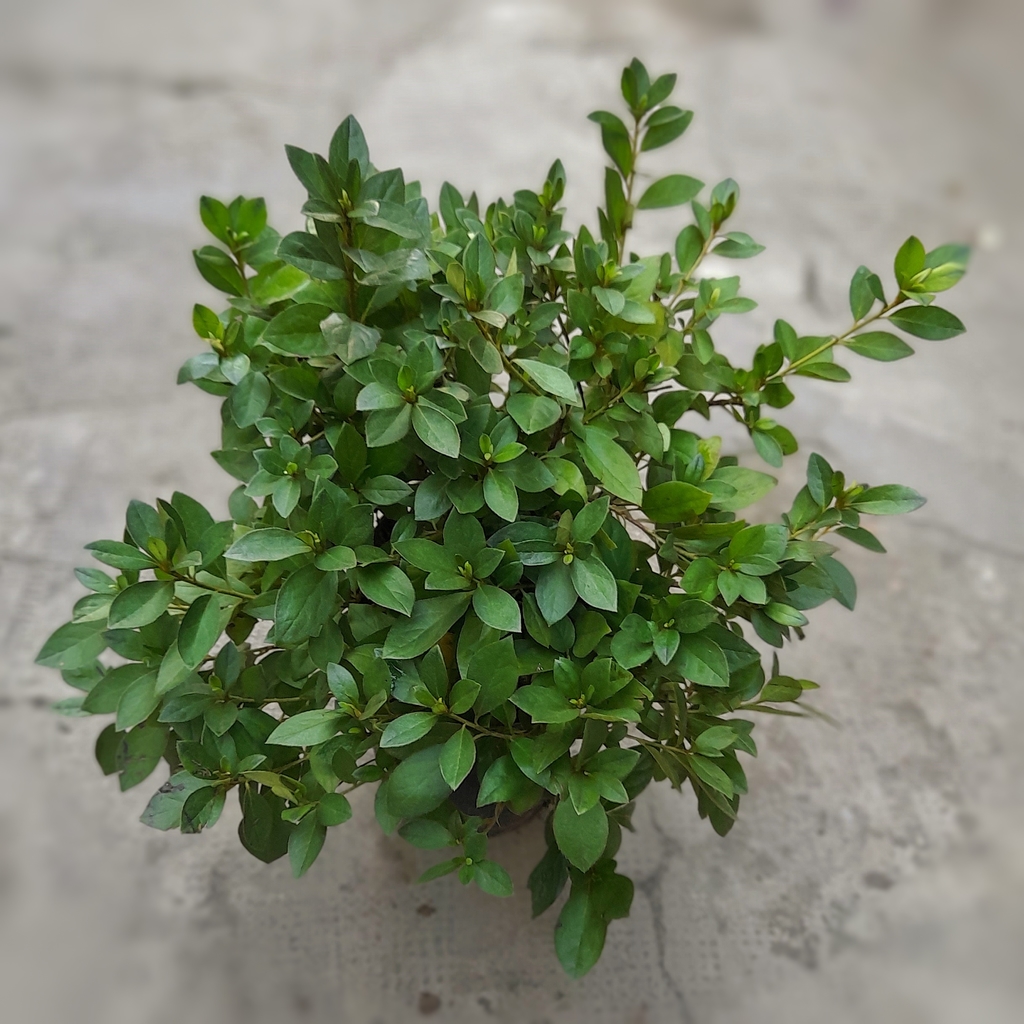 Azalea Simple - Comprar en Vivero Mario