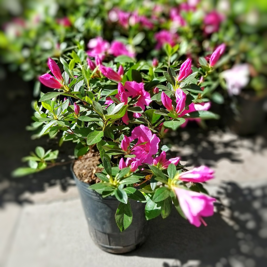 Azalea Simple - Comprar en Vivero Mario