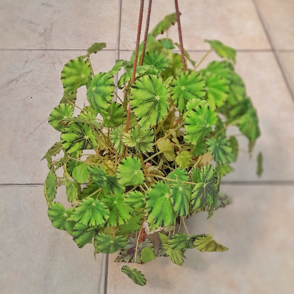 Begonia Persian Brocade - Comprar en Vivero Mario