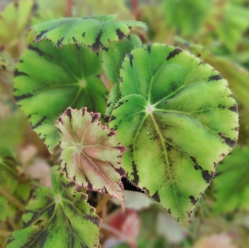 Begonia Persian Brocade - Comprar en Vivero Mario