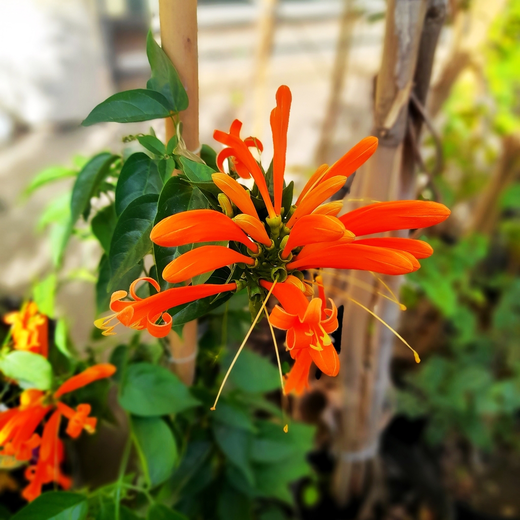 Bignonia Venusta - Comprar en Vivero Mario