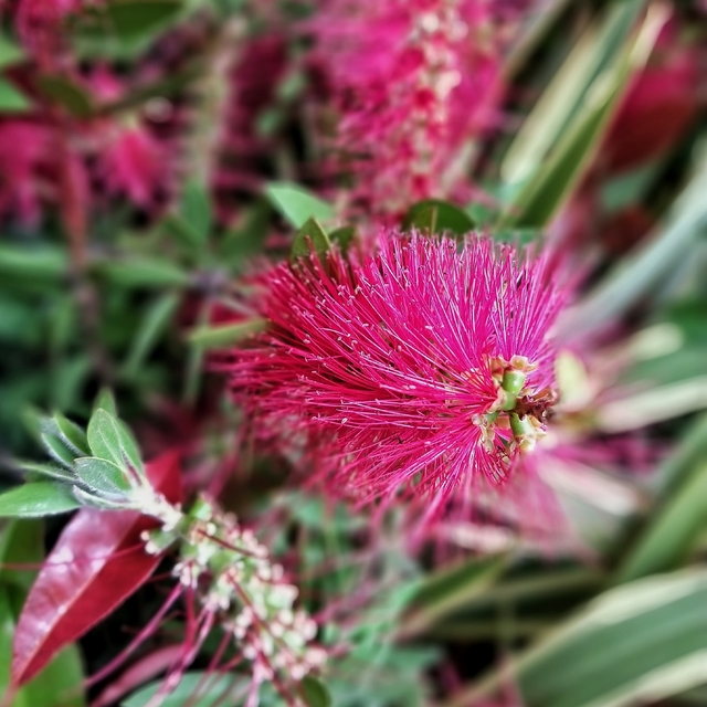 Callistemon Imperialis - Comprar en Vivero Mario