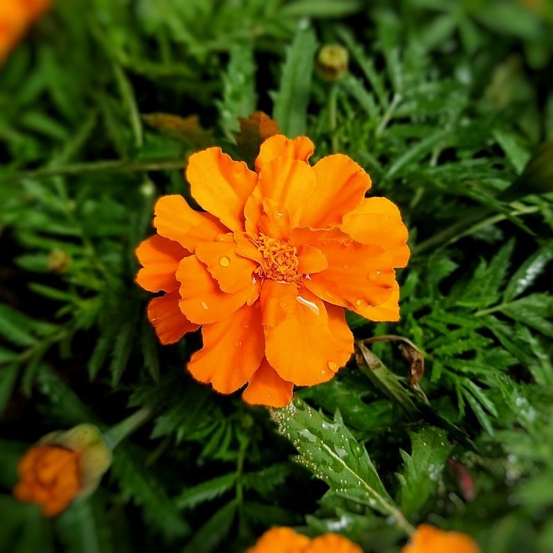 Copete - Comprar en Vivero Mario