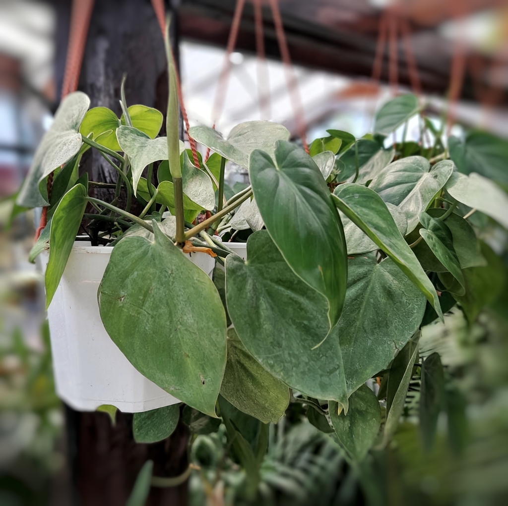 Cordatum - Comprar en Vivero Mario