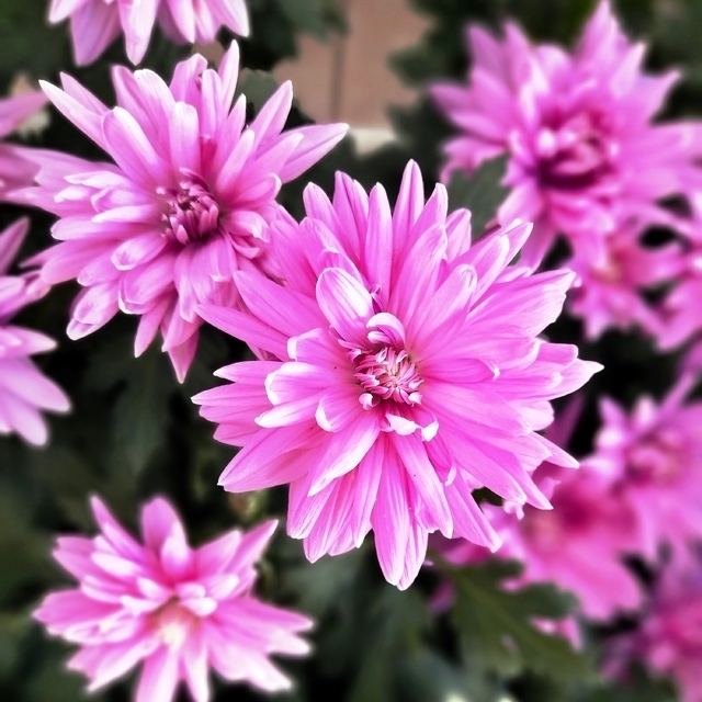 Crisantemo Doble - Comprar en Vivero Mario