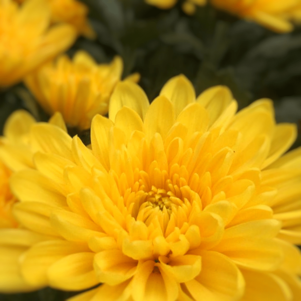 Crisantemo Doble - Comprar en Vivero Mario