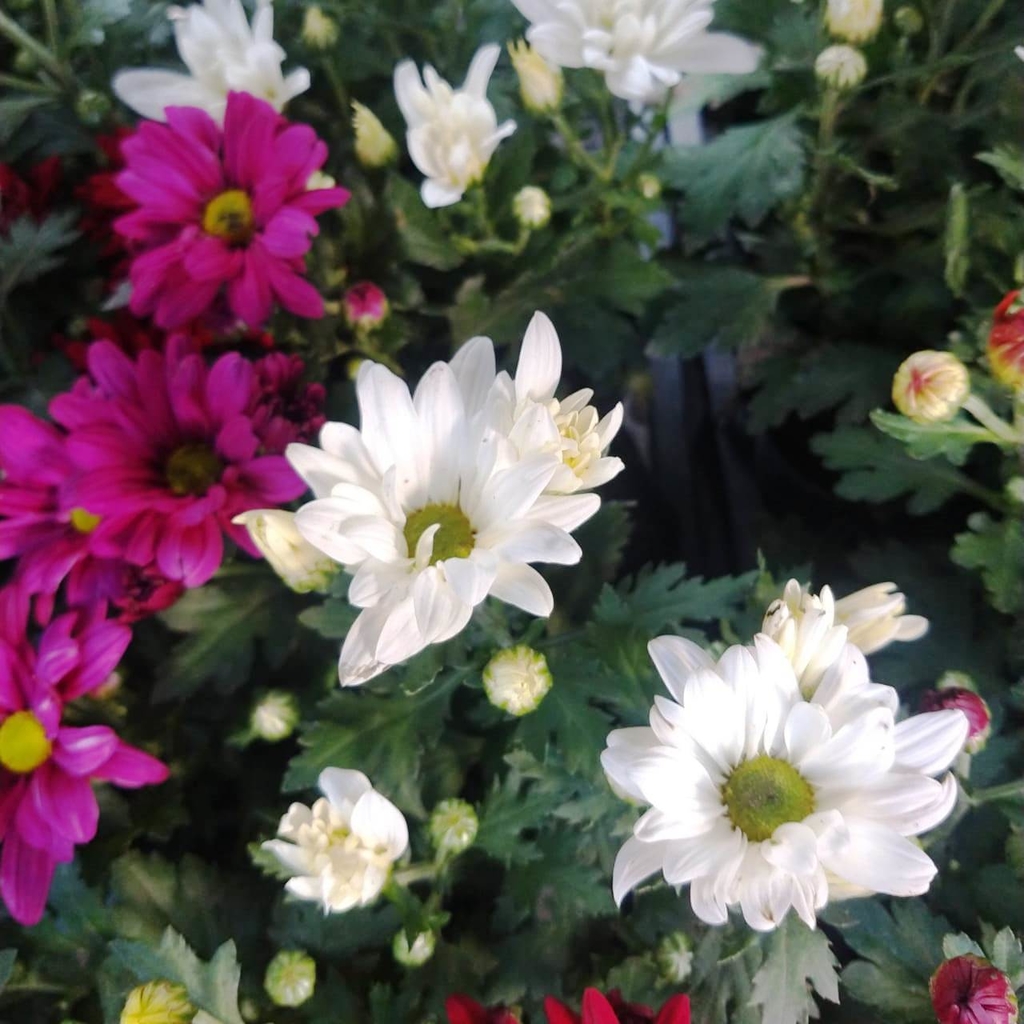 Crisantemo Simple - Comprar en Vivero Mario