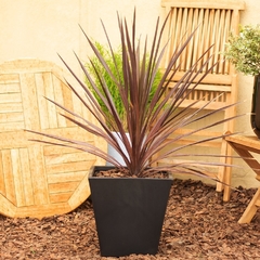 Phormio Rubra - Comprar en Vivero Mario