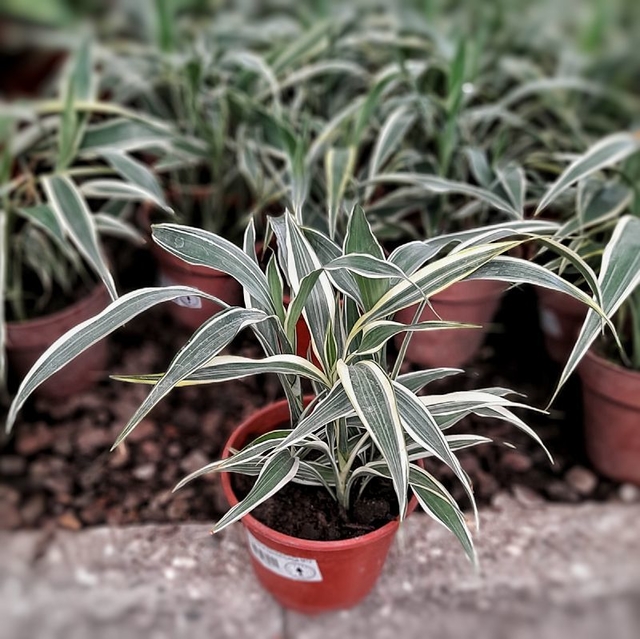 Dracaena Sanderiana White Stripe - Vivero Mario