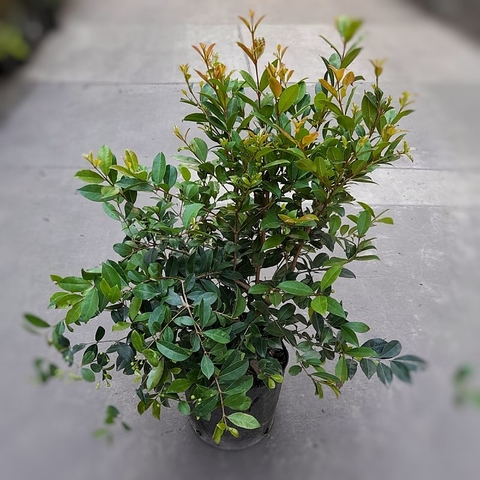 Eugenia Myrtifolia - Comprar en Vivero Mario