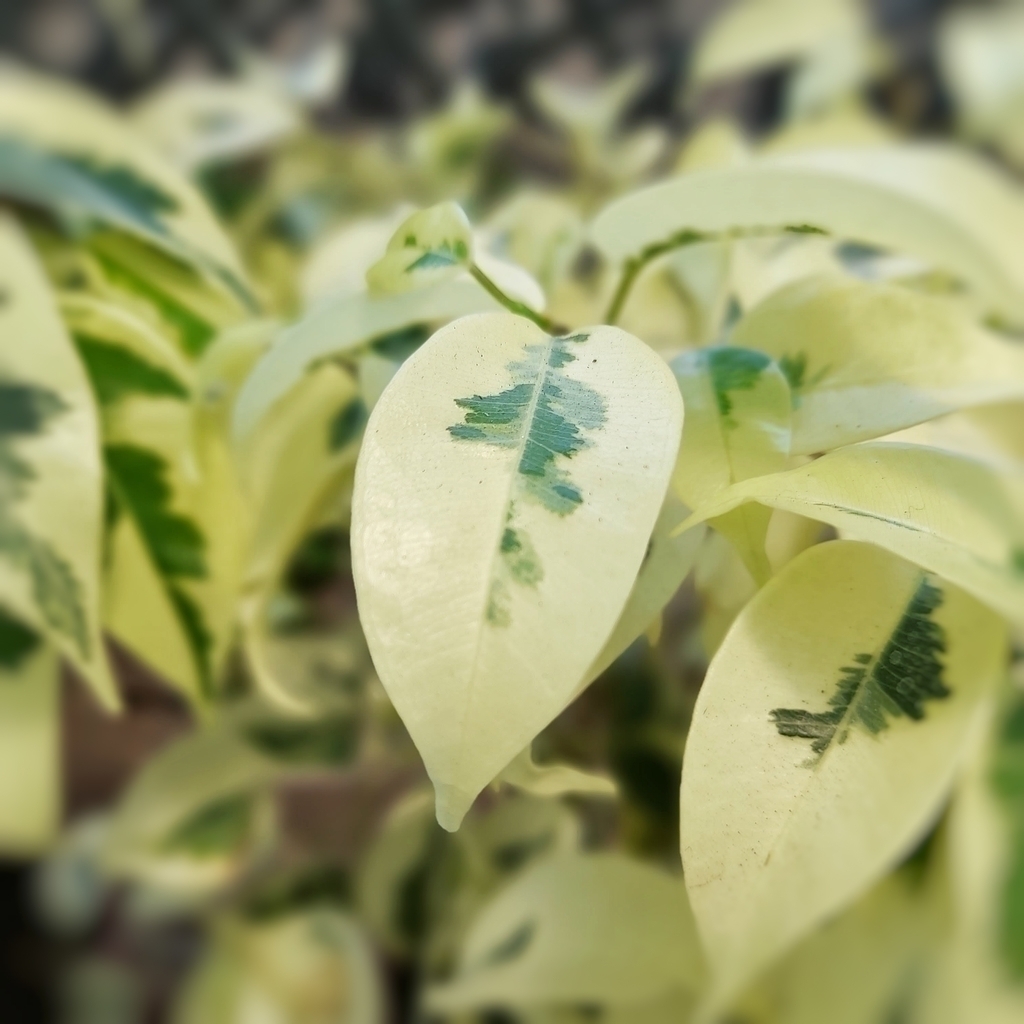 Ficus Hawaii - Comprar en Vivero Mario