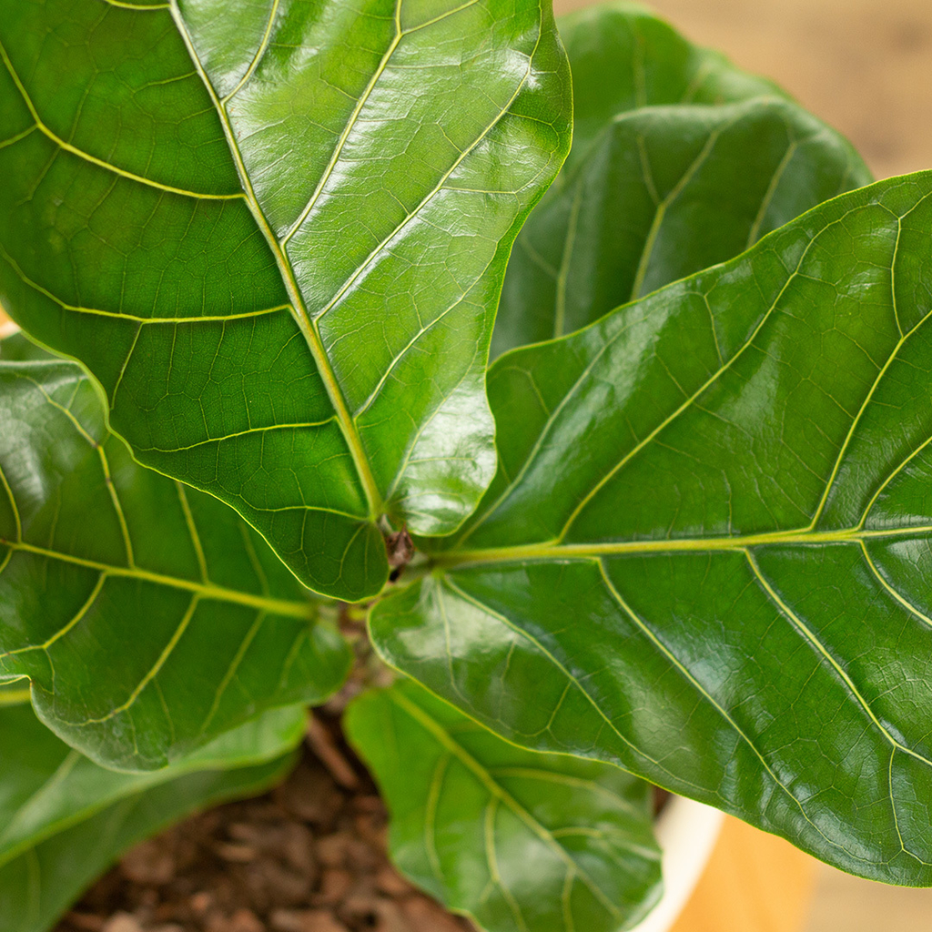 Ficus Pandurata - Comprar en Vivero Mario