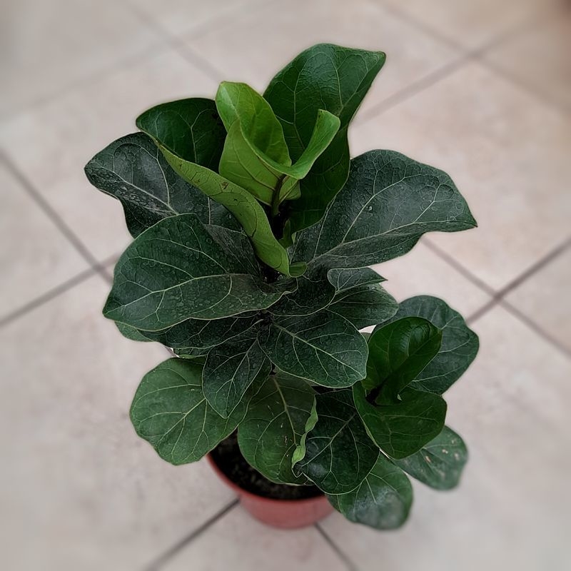 Ficus Pandurata - Comprar en Vivero Mario