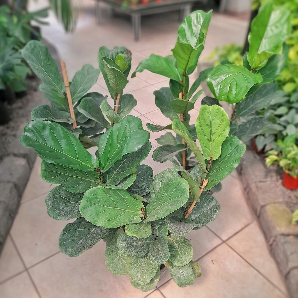 Ficus Pandurata - Comprar en Vivero Mario