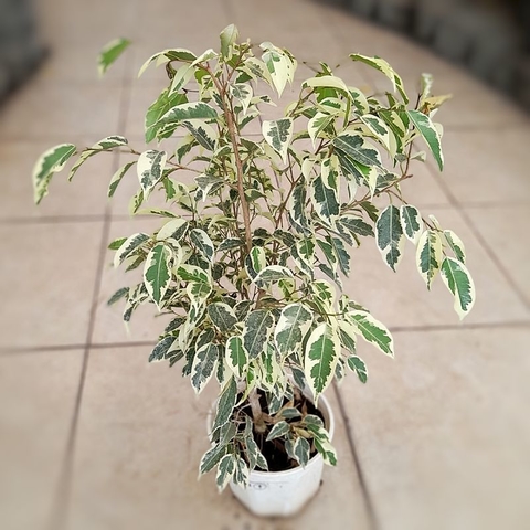 Ficus Variegado - Comprar en Vivero Mario